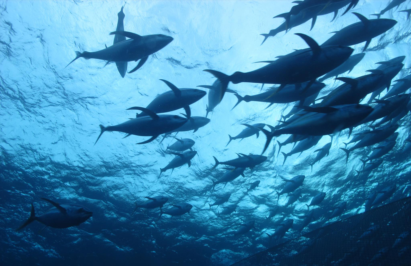 Course: Management procedures for sustainable tuna fisheries ...