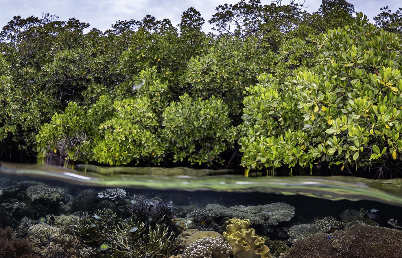 Course: Delivering restoration outcomes for biodiversity and human well ...