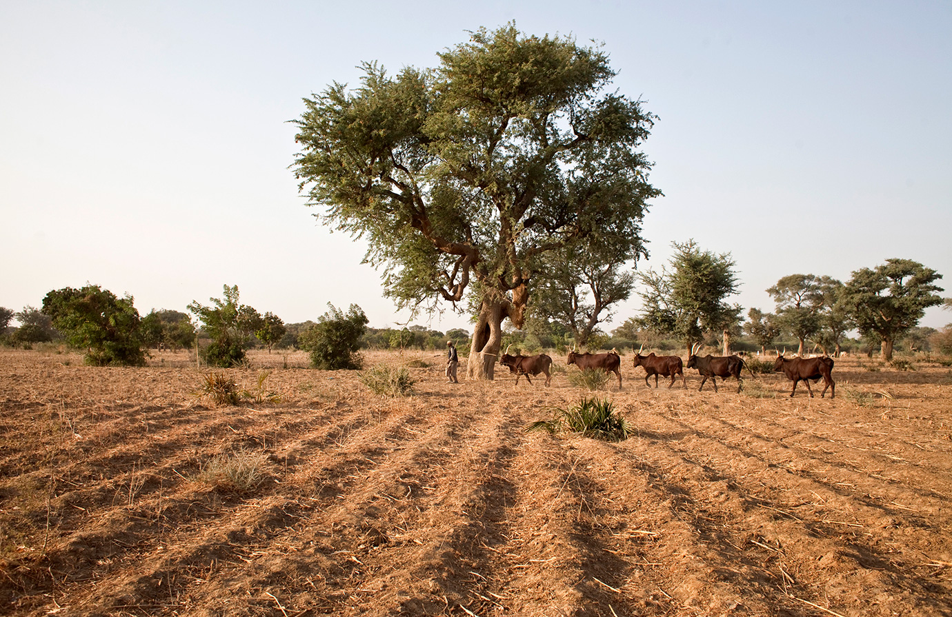 Course: FAO Progressive Management Pathway for Antimicrobial Resistance ...