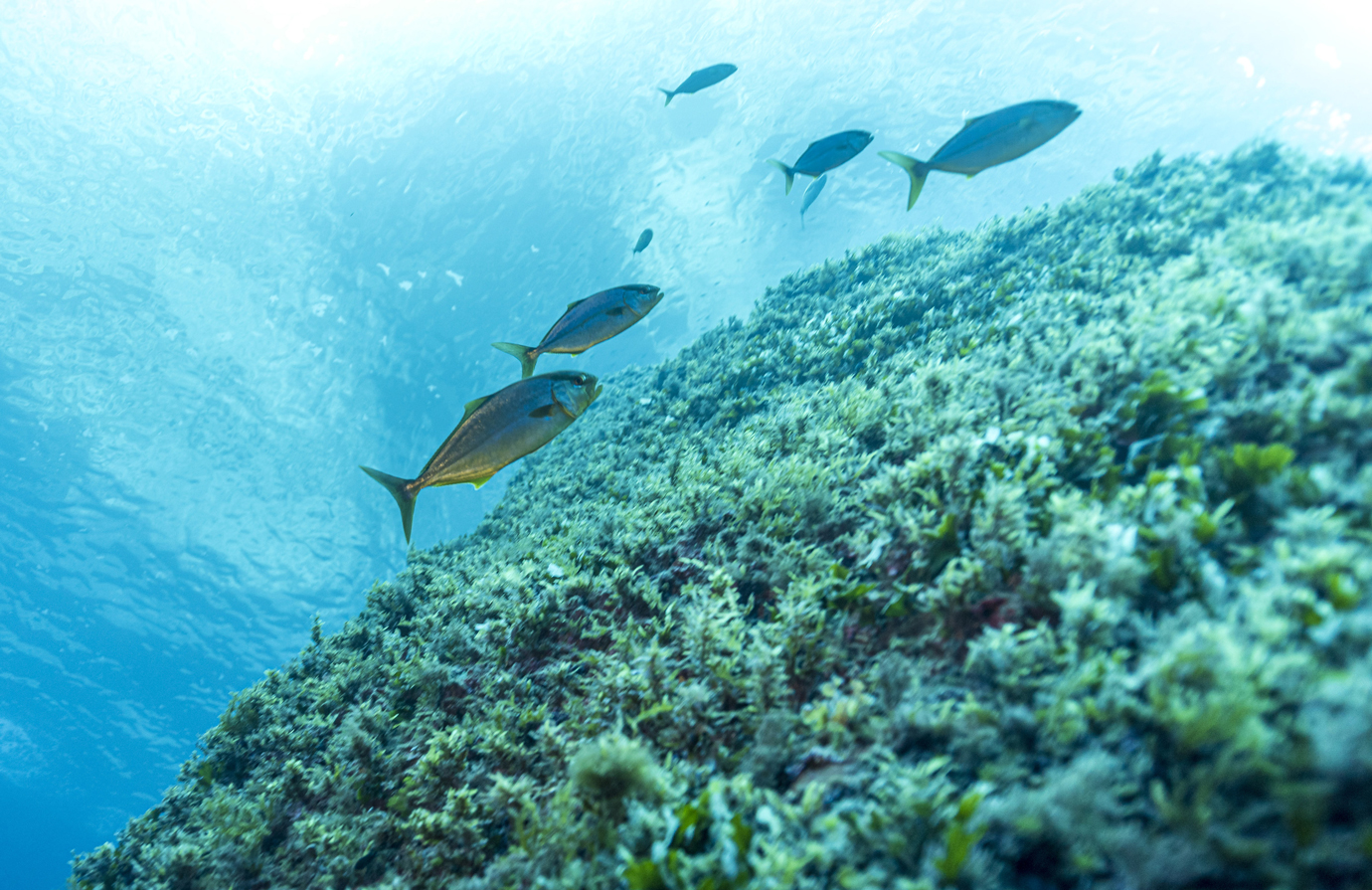 Course: Management procedures for sustainable tuna fisheries - Setting ...