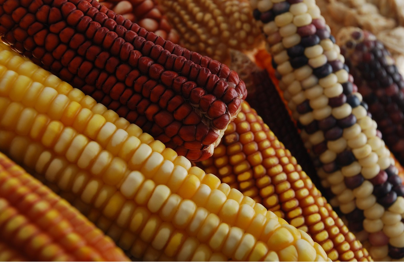 Course: Introduction to Pre-breeding