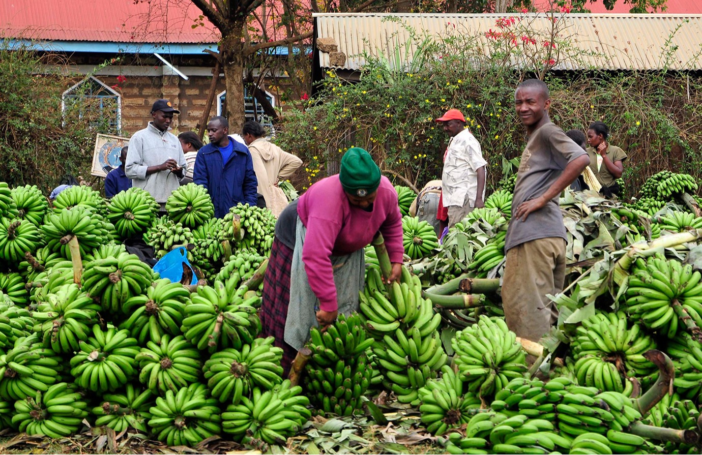 Disciplina: Melhorar a nutrição através da agricultura e sistemas ...