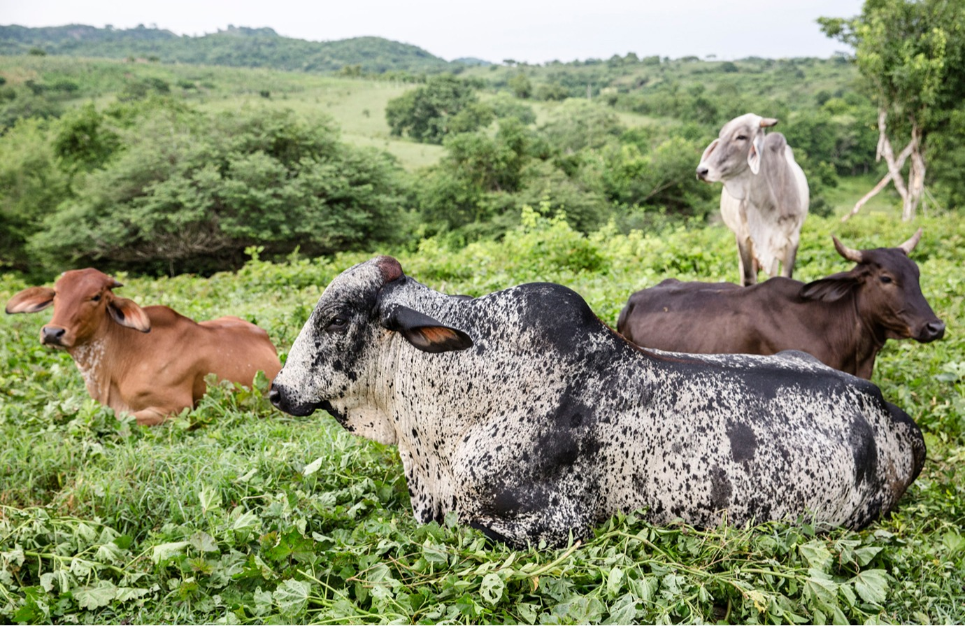 Course: Estimating methane emissions from enteric fermentation using ...