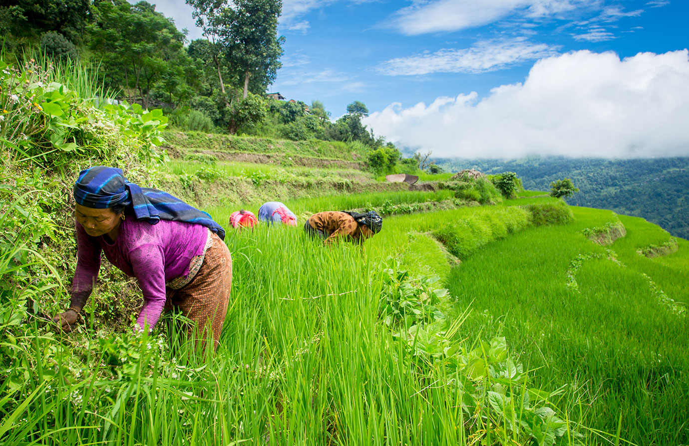 Course: SDG Indicator 2.1.2 - Using the Food Insecurity Experience ...