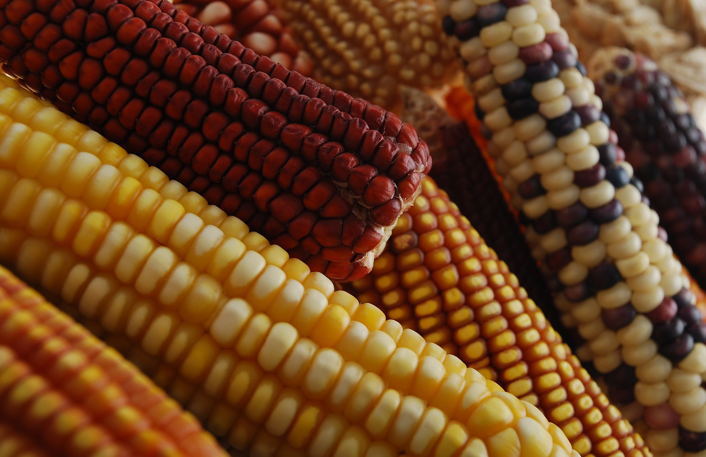 Course: Introduction to Pre-breeding | FAO elearning Academy