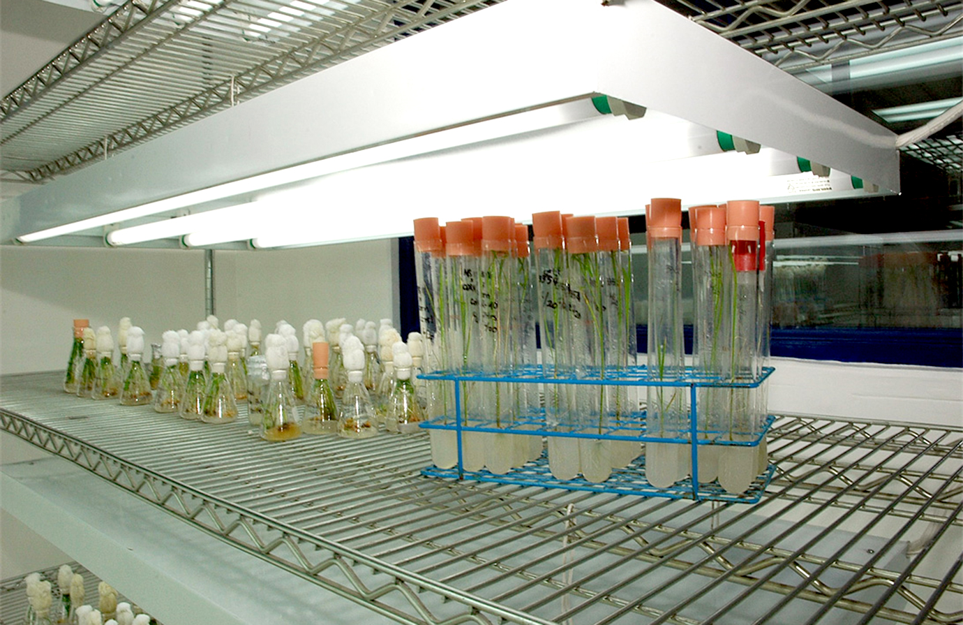 Course: Genebank management relevant to pre-breeding | FAO elearning ...