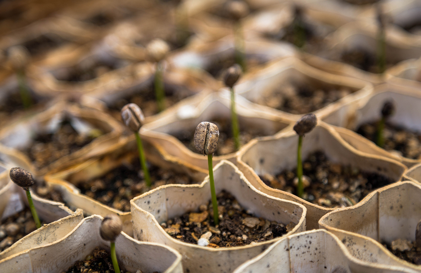 Course: Pre-breeding: Distributing, Use and Regulatory Issues | FAO ...