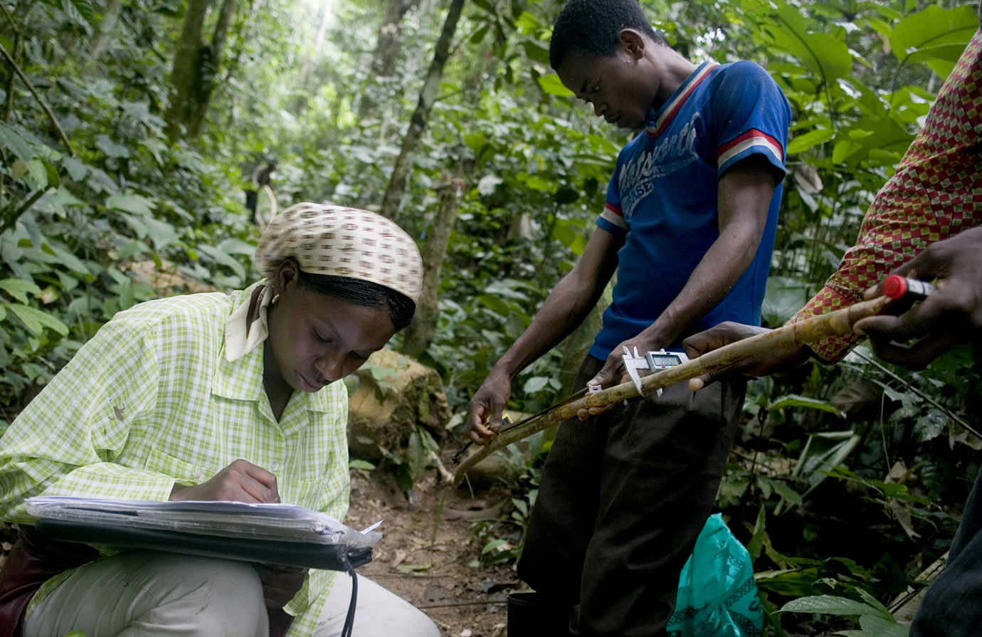 Course: Forests and transparency under the Paris Agreement | FAO ...