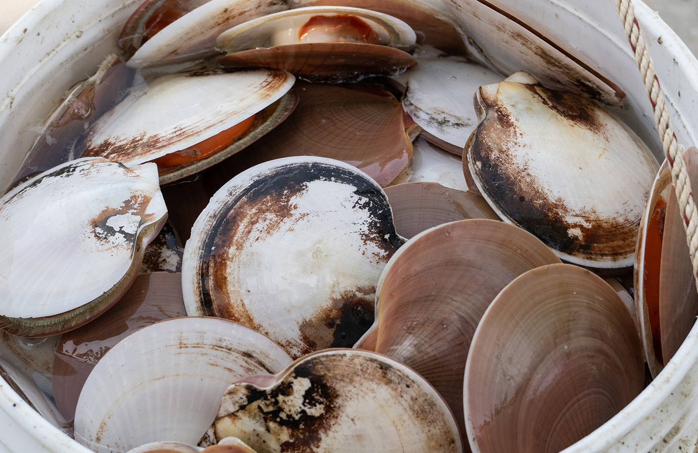 Course: Bivalve mollusc sanitation: Growing area classification and ...
